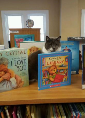 Ashville Free Library starts fundraiser for beloved cat | News, Sports ...